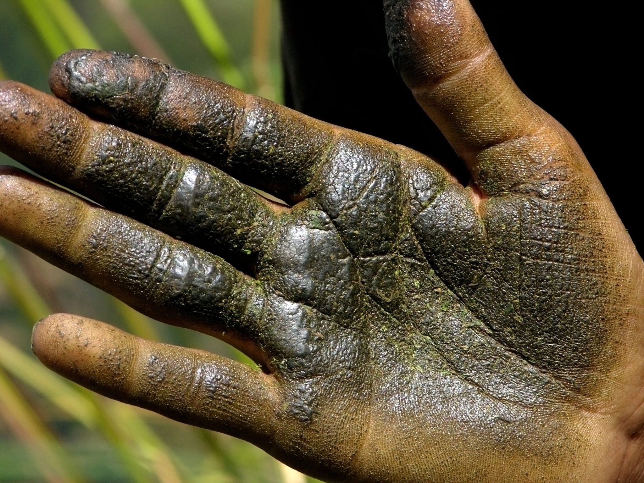 Charas: The Ancient Hand-Rolled Hashish from the Himalayas