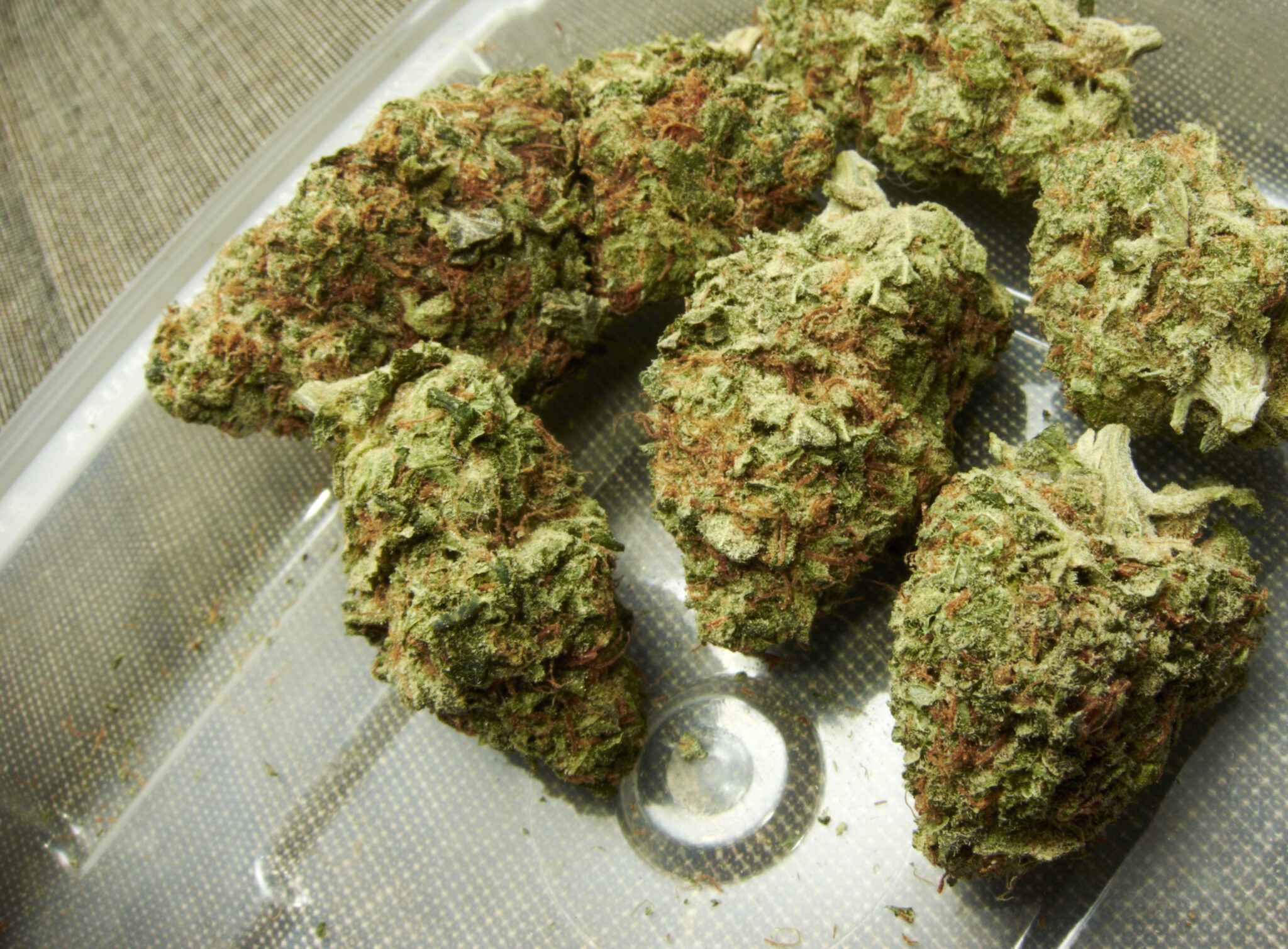 Does Weed Expire? How to Tell If Your Bud Has Gone Bad